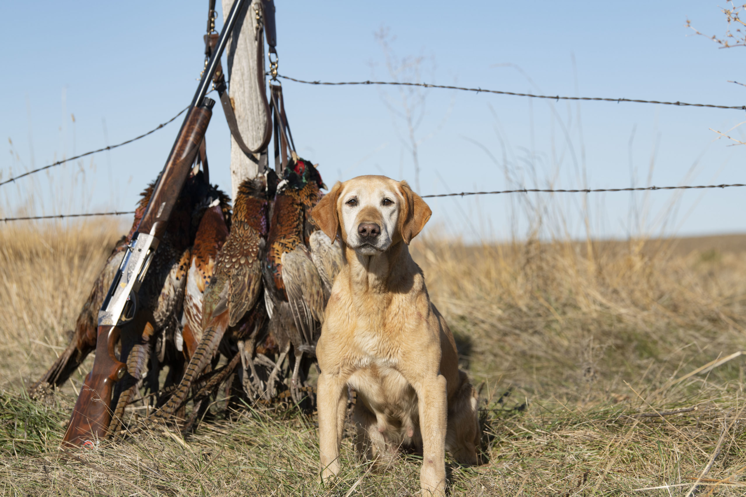 Our Lodge Dogs - Cheyenne Ridge Blog